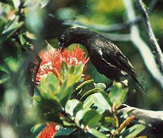 Fragments of Sonic Extinction